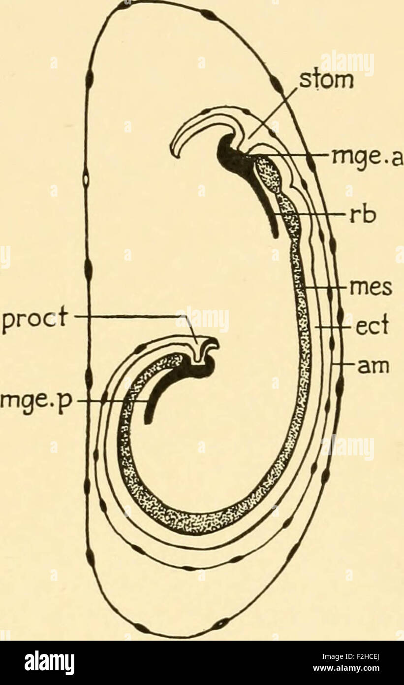 Embryology of insects and myriapods; the developmental history of ...