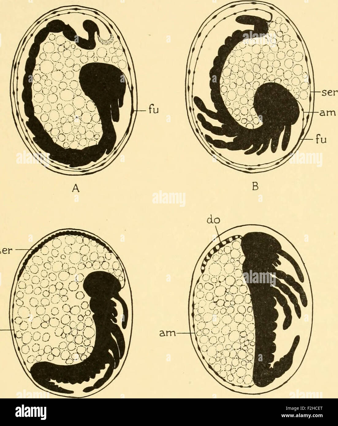 Embryology of insects and myriapods; the developmental history of ...