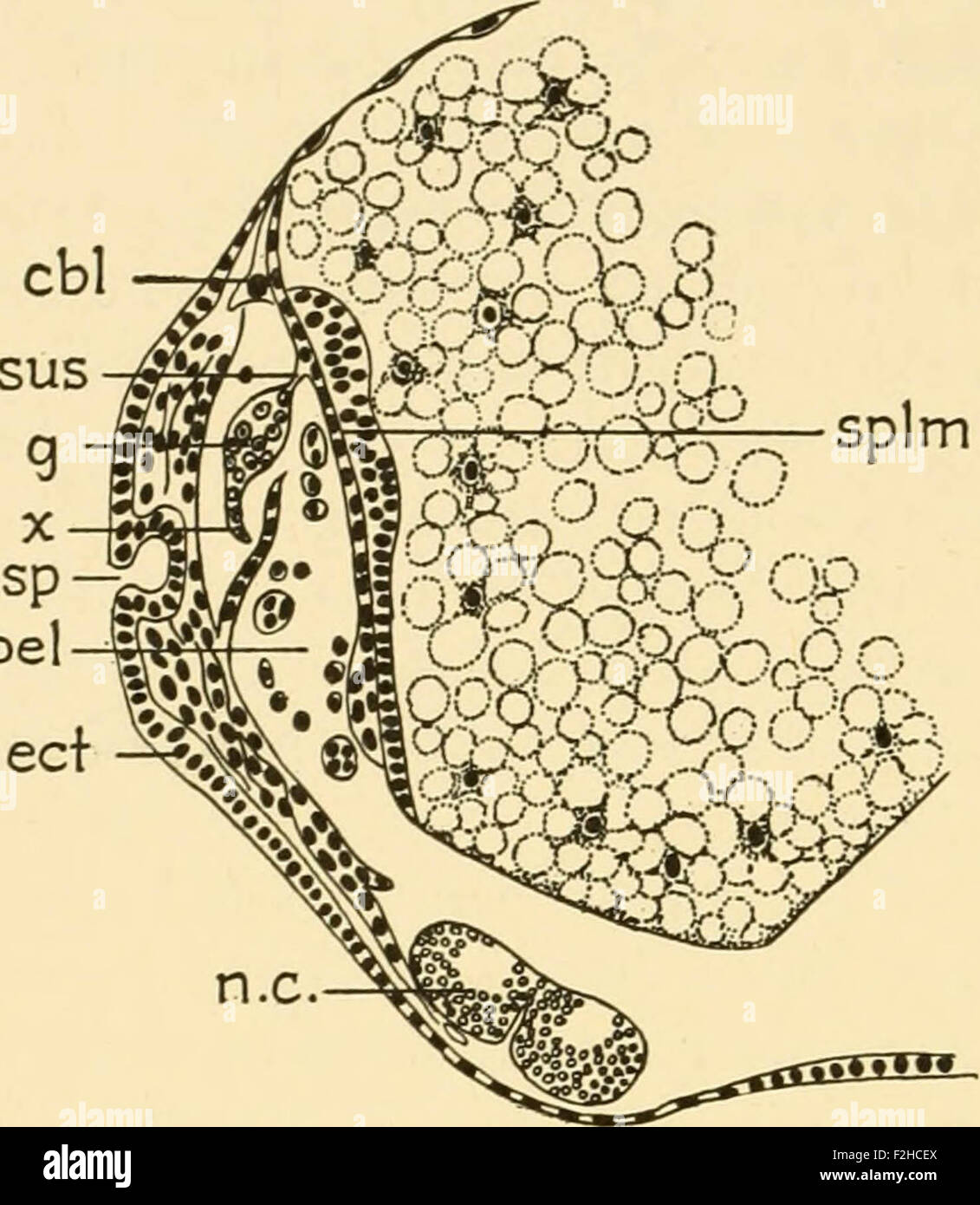 Embryology of insects and myriapods; the developmental history of ...