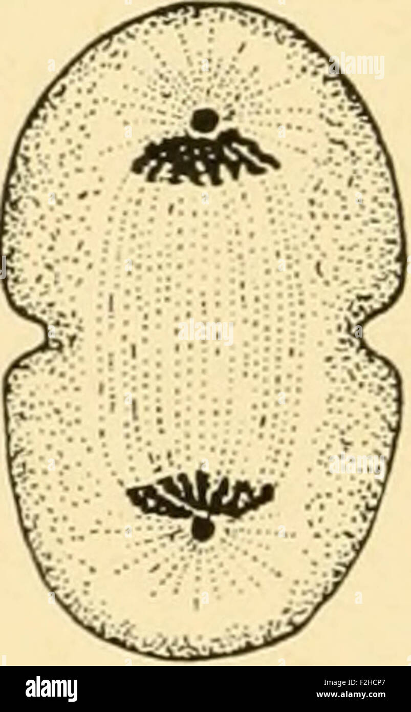 Embryology of insects and myriapods; the developmental history of ...