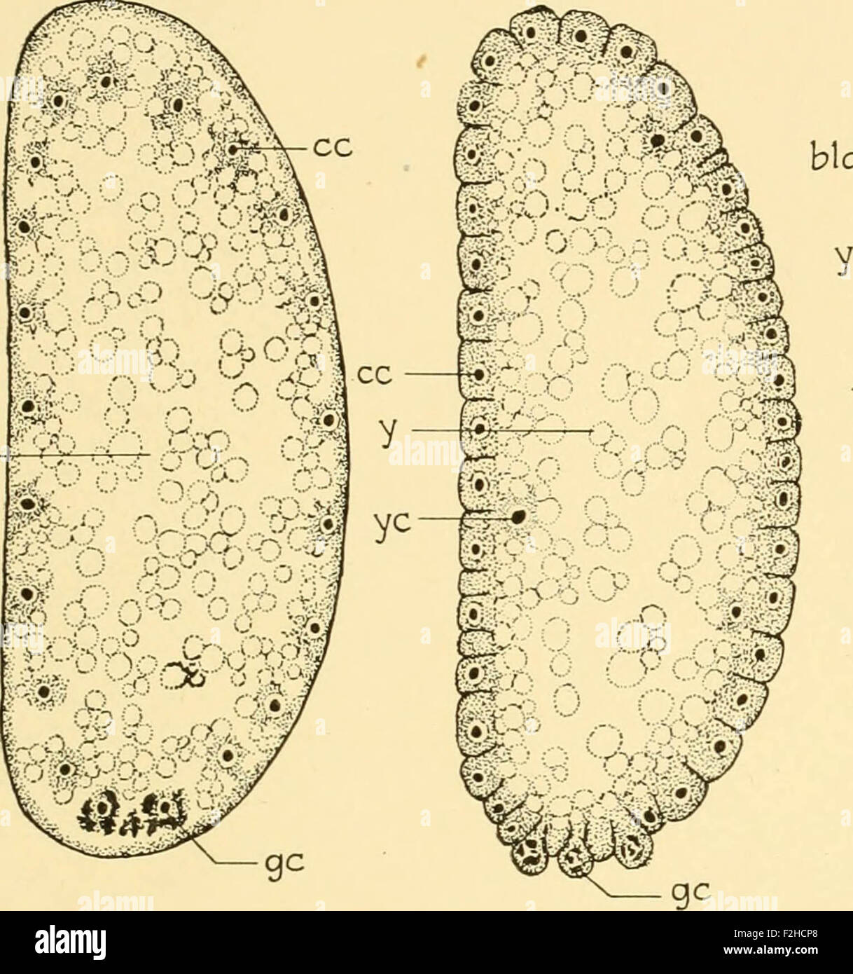 Embryology of insects and myriapods; the developmental history of ...