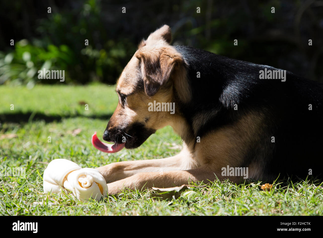 Dog with a rawhide bone, outside at the grass Stock Photo - Alamy