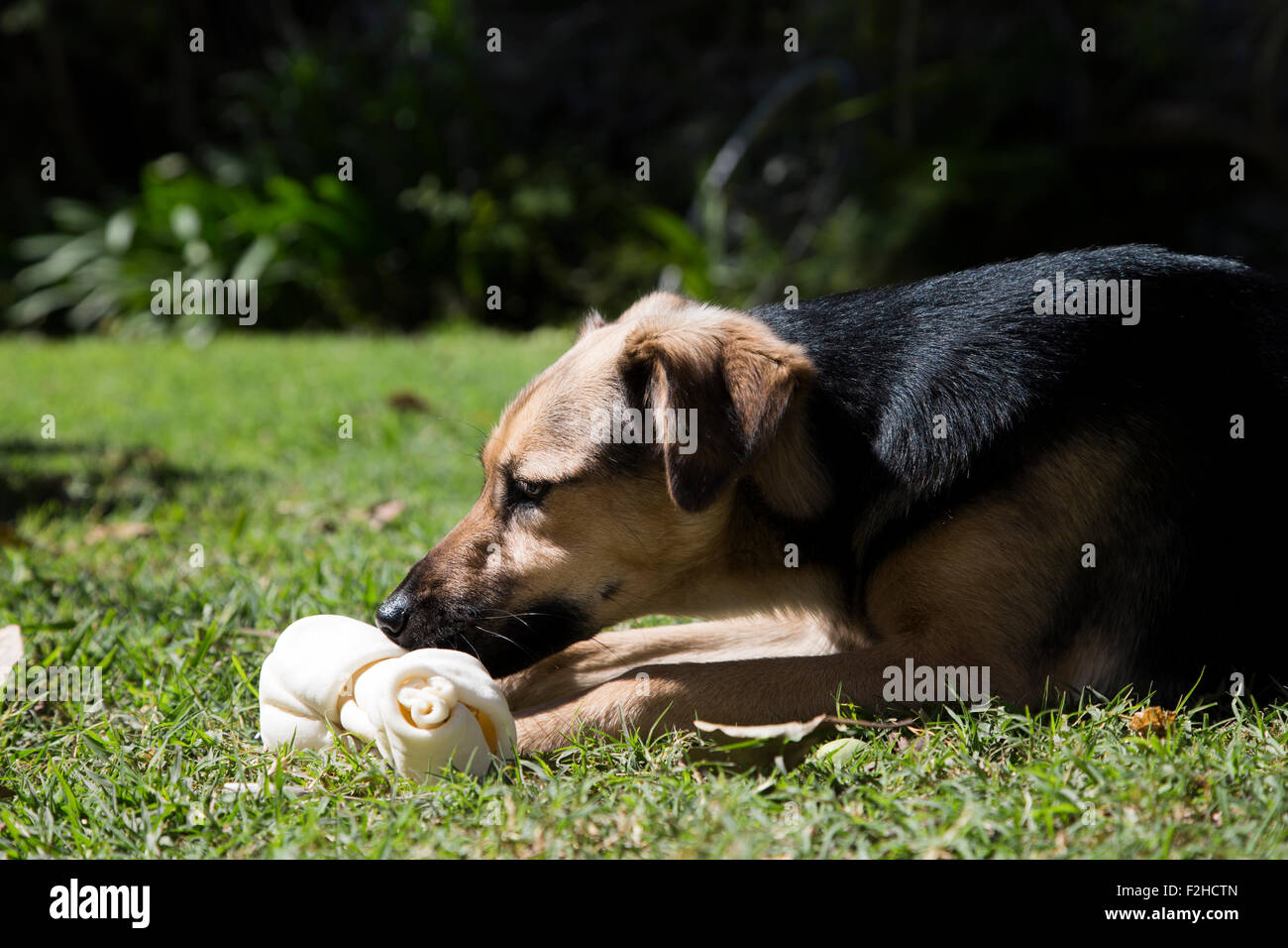 Dog with a rawhide bone, outside at the grass Stock Photo - Alamy