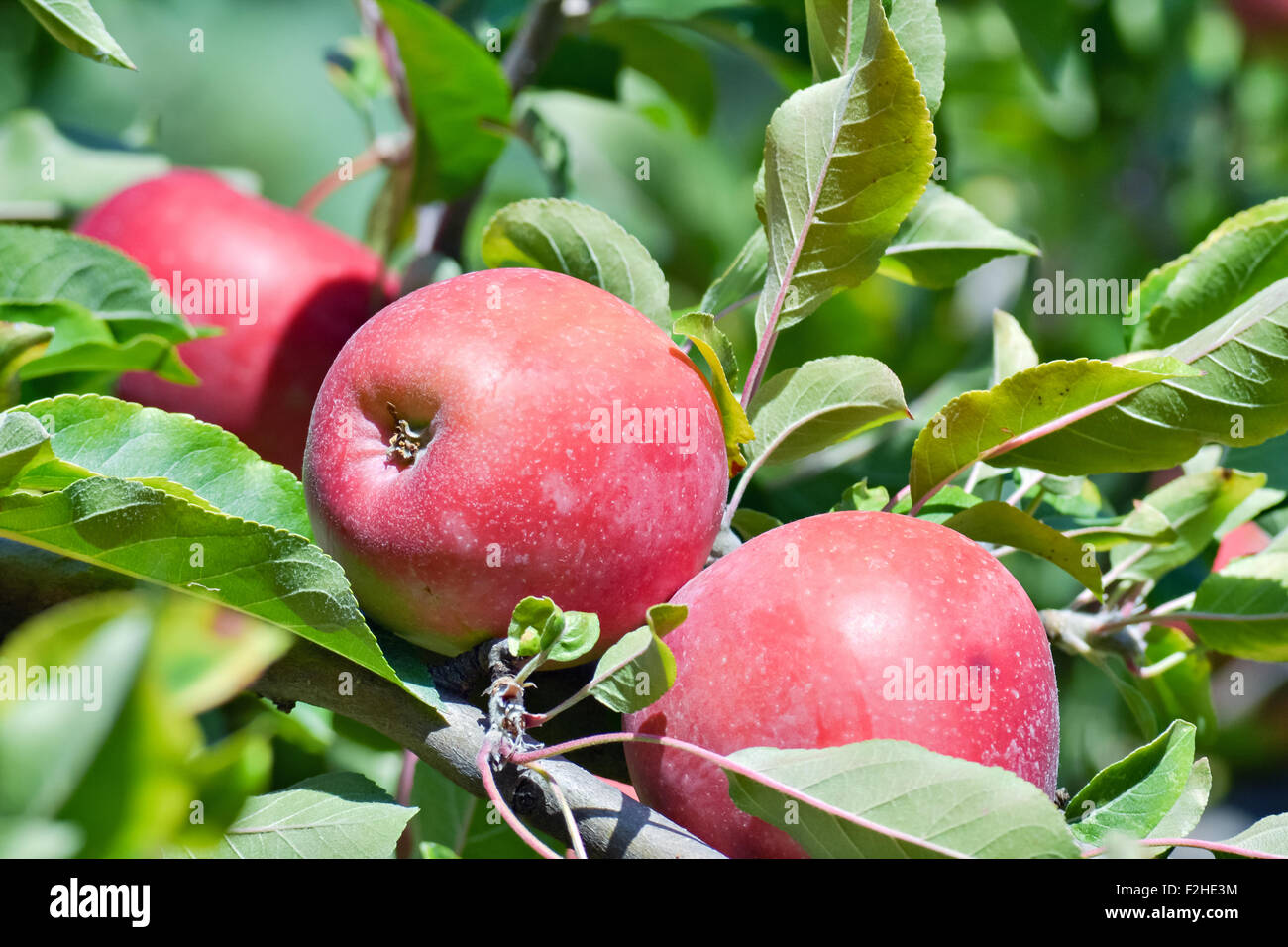 Three red apples hanging on a fertile tree in the orchard Stock Photo ...