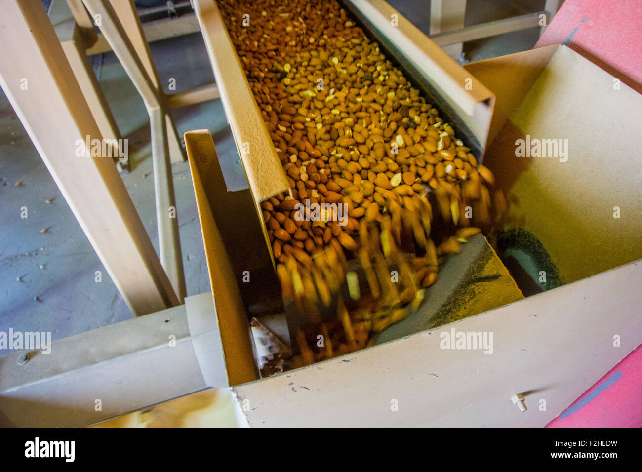 Almonds being processed after separating from the hull and shell Stock ...