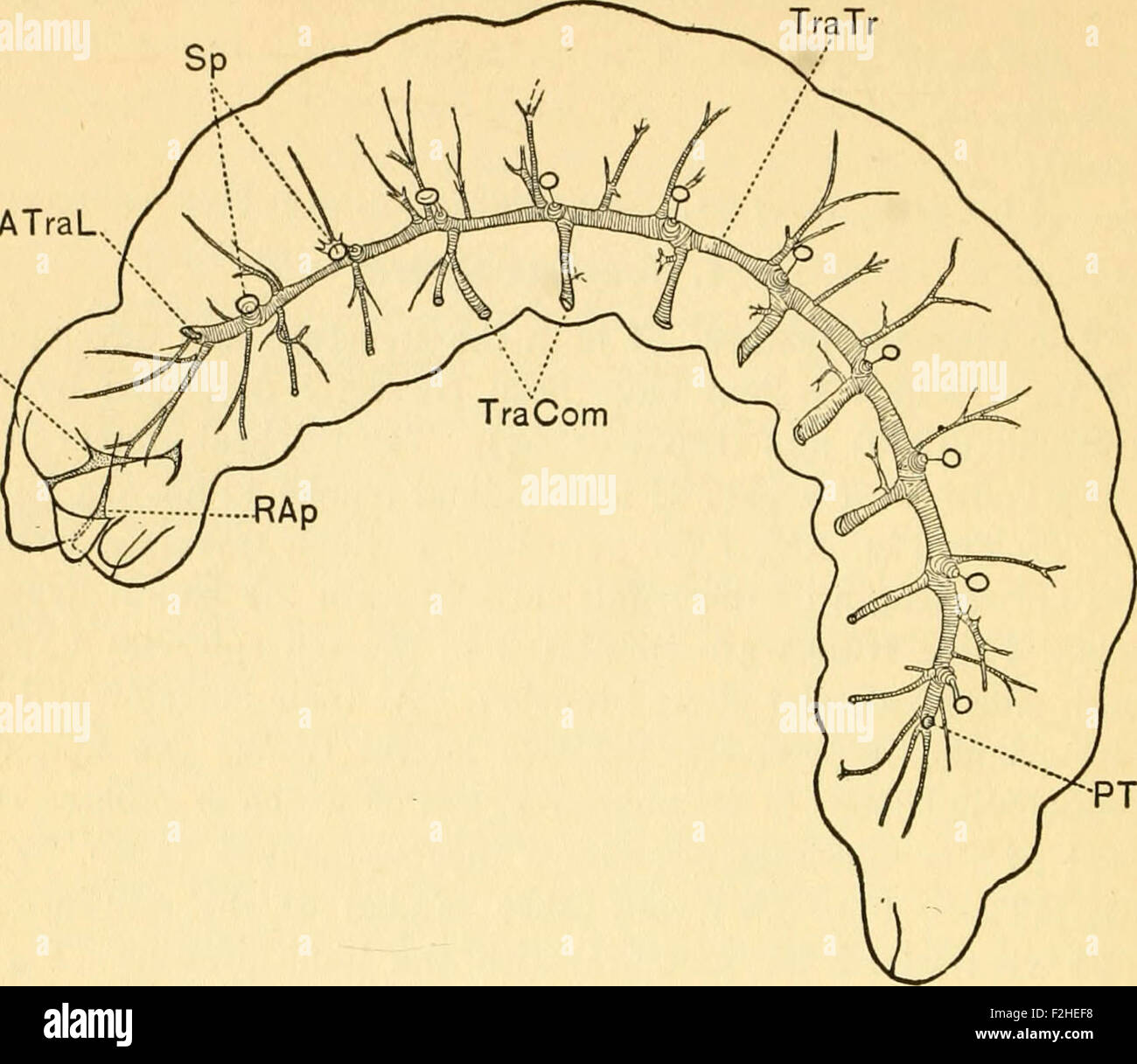 The embryology of the honey bee Stock Photo - Alamy