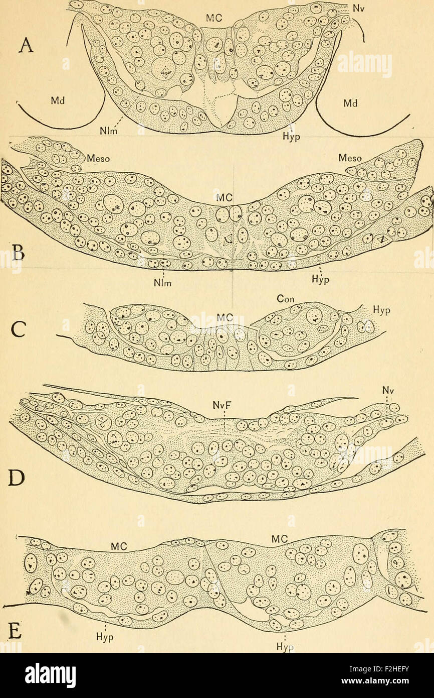 The embryology of the honey bee Stock Photo - Alamy