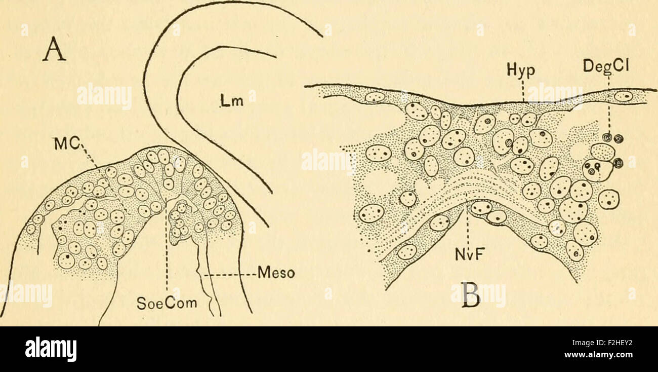 The embryology of the honey bee Stock Photo - Alamy
