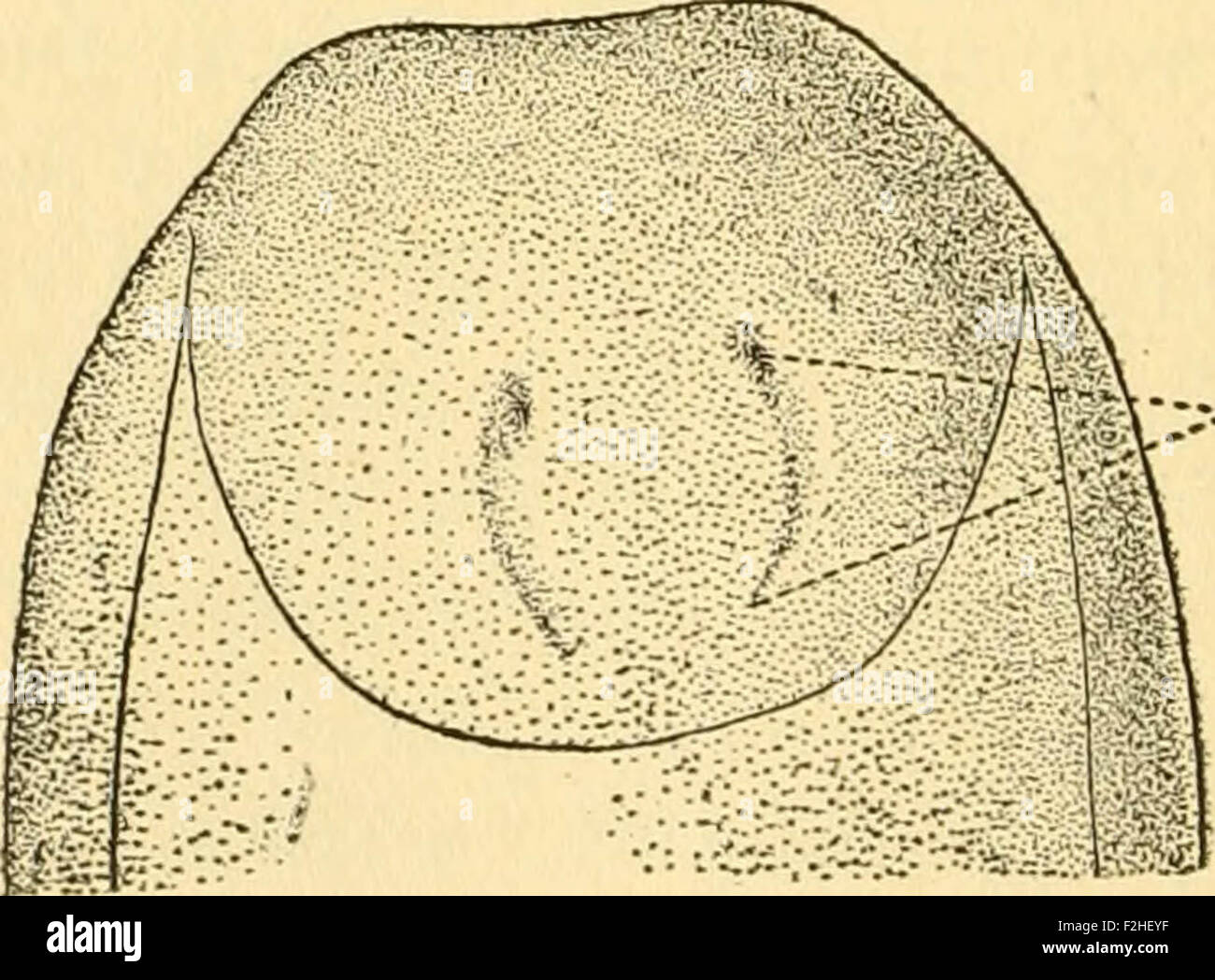 The embryology of the honey bee Stock Photo - Alamy