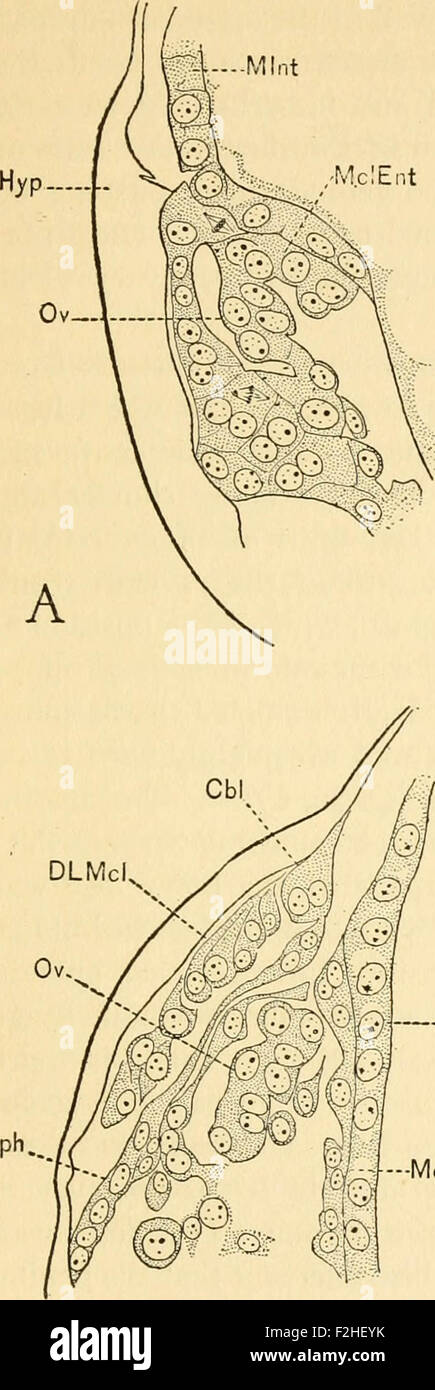 The embryology of the honey bee Stock Photo - Alamy