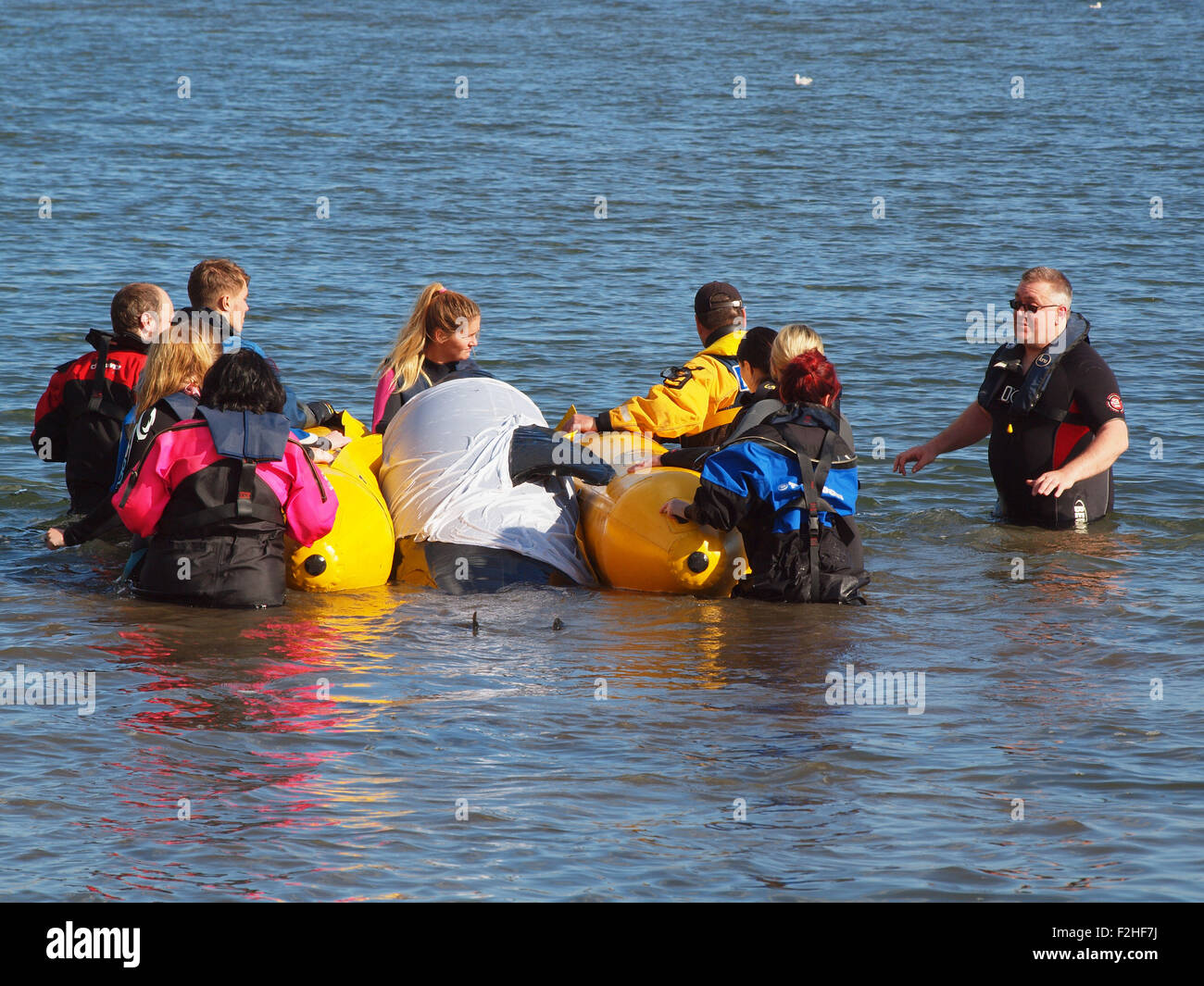 The marine life rescue charity (B.D.M.L.R) training volunteers to ...