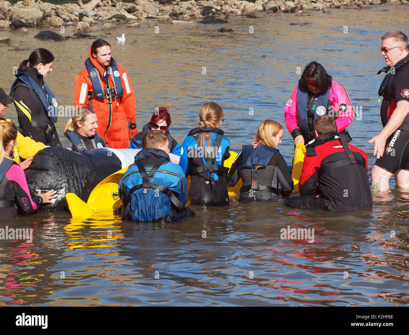 The marine life rescue charity (B.D.M.L.R) training volunteers to ...