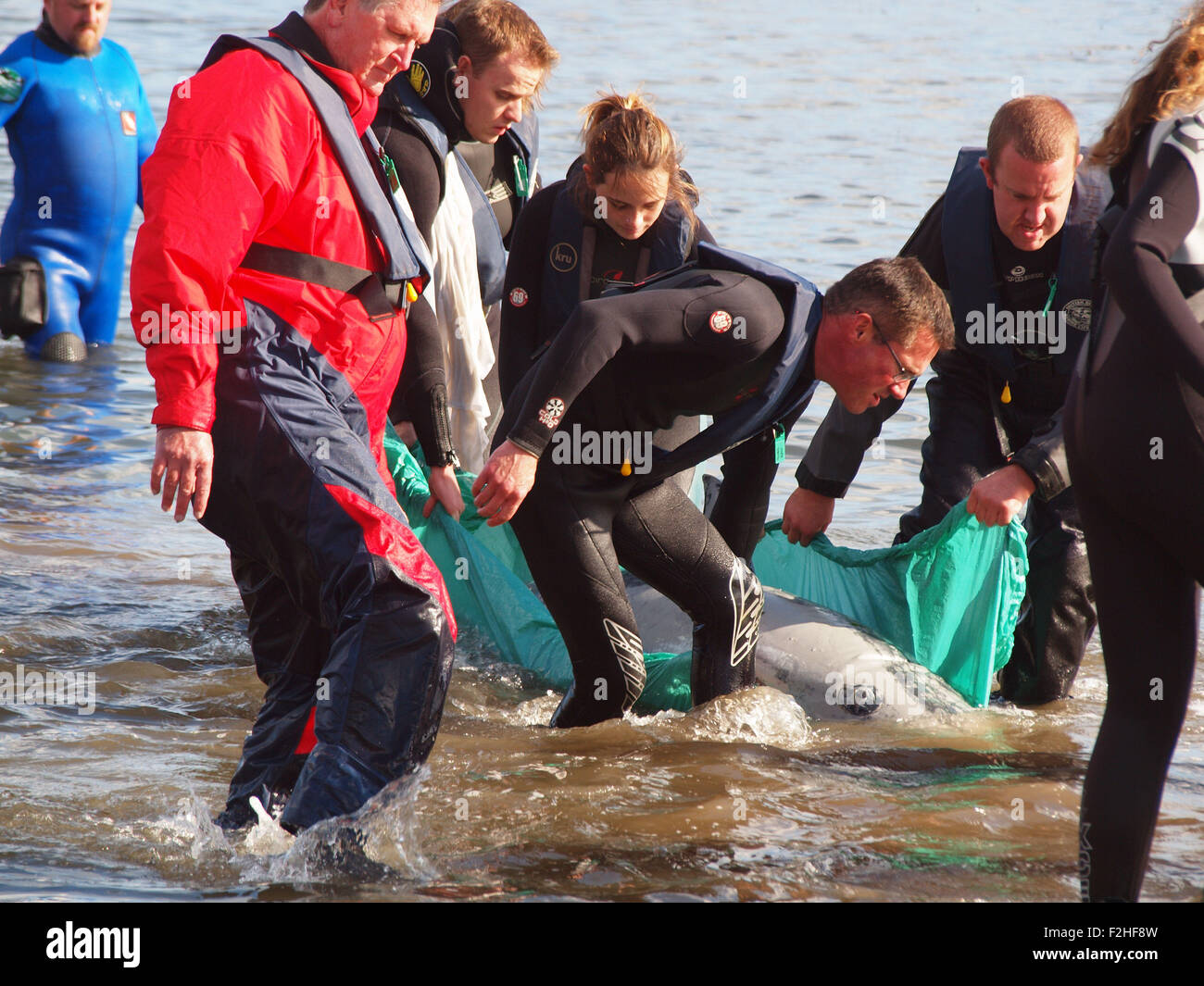 The marine life rescue charity (B.D.M.L.R) training volunteers to ...