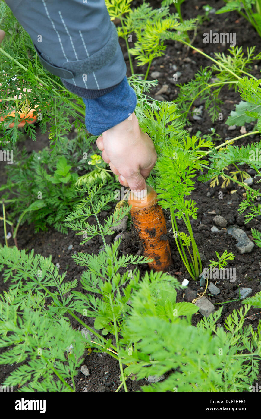 Woman gardening carrot harvest hi-res stock photography and images - Alamy