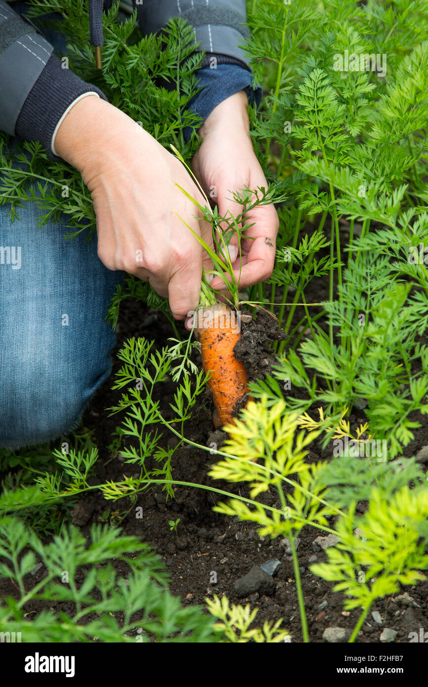 Freshly pulled carrot out of the ground at the allotment Stock Photo ...