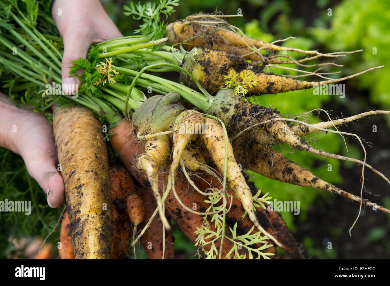 Odd Shaped Carrots Stock Photos & Odd Shaped Carrots Stock Images - Alamy