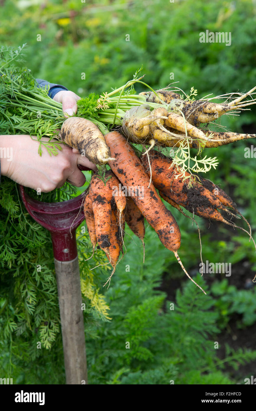 Close up of odd shaped orange and yellow carrots and a fork at the ...