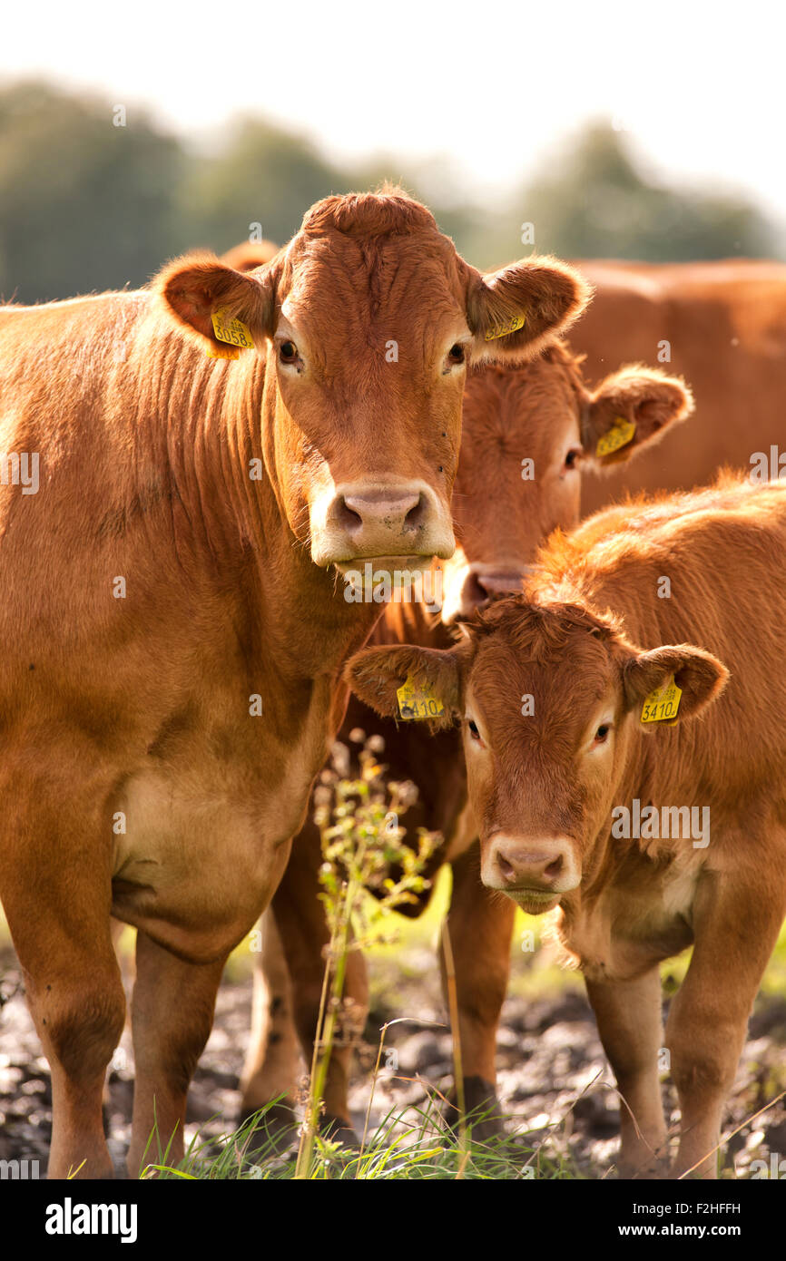 Dutch cattle including a young bull and limosine cows in the meadow ...