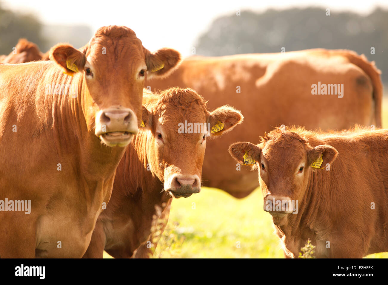 Dutch cattle including a young bull and limosine cows in the meadow ...
