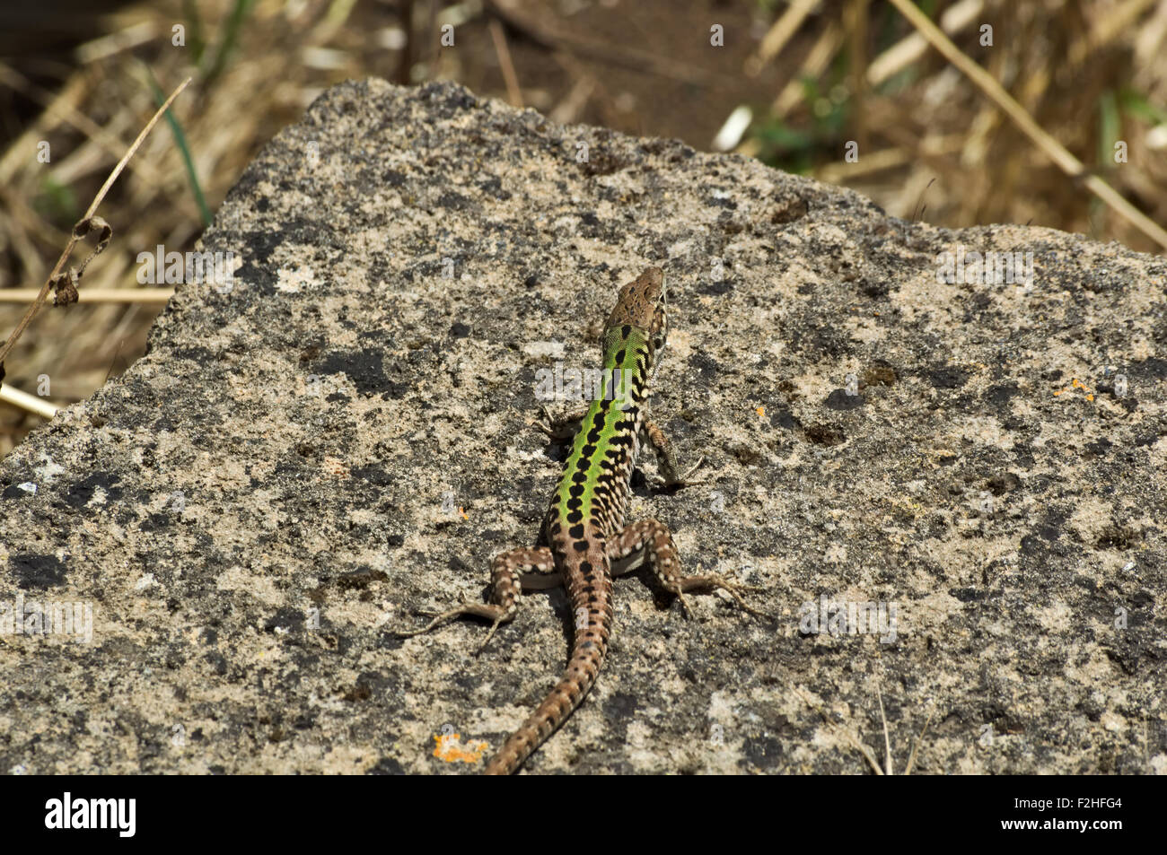 lizard on the rock Stock Photo - Alamy