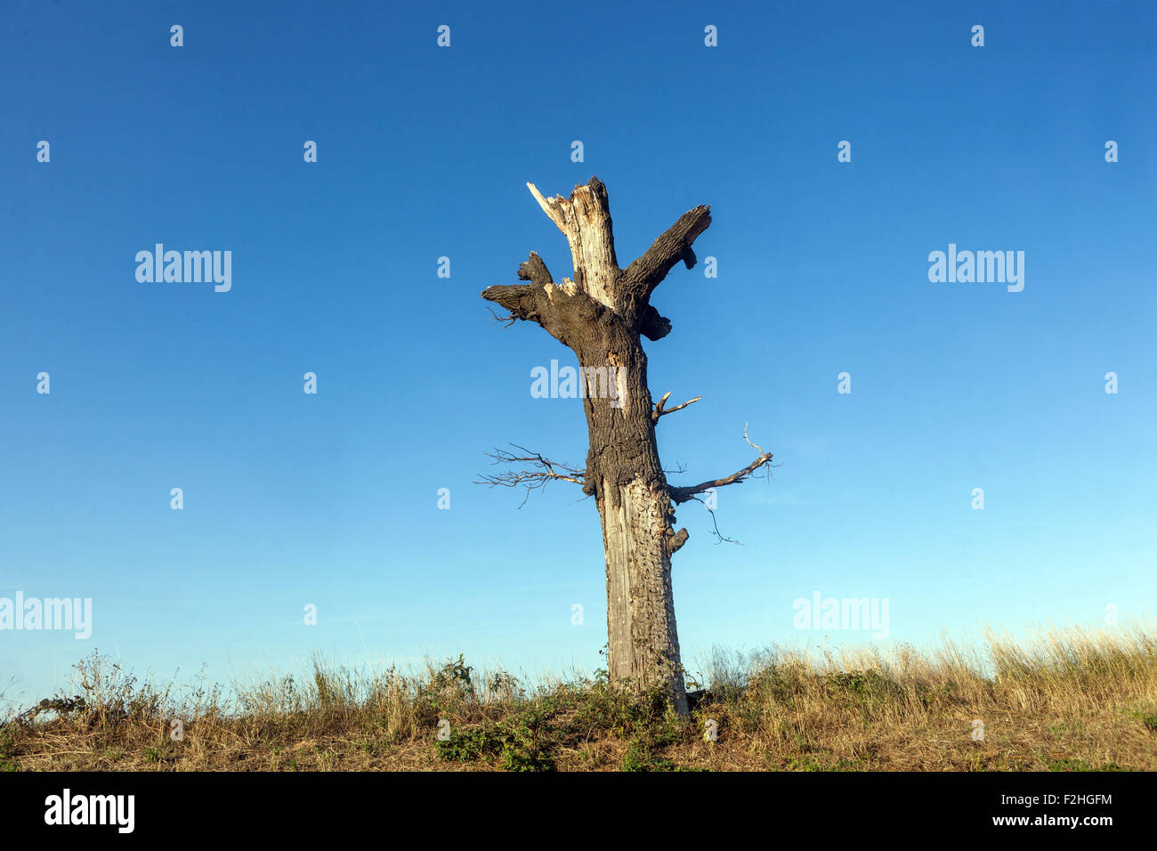 Lone dead tree in the landscape, torso Stock Photo - Alamy