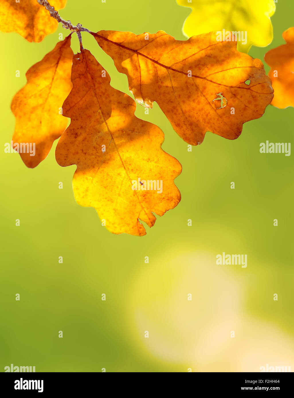 Beauty of autumn nature flora Stock Photo - Alamy