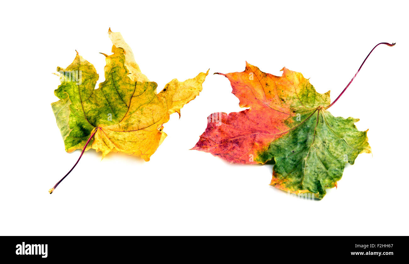 Colorful autumn leaves pattern Cut Out Stock Images & Pictures - Alamy