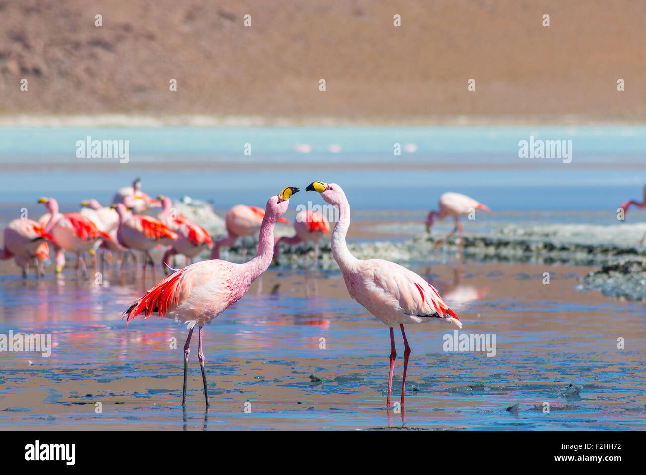 Two pink flamingos facing each other at "Laguna Colorada" (Multicolored ...