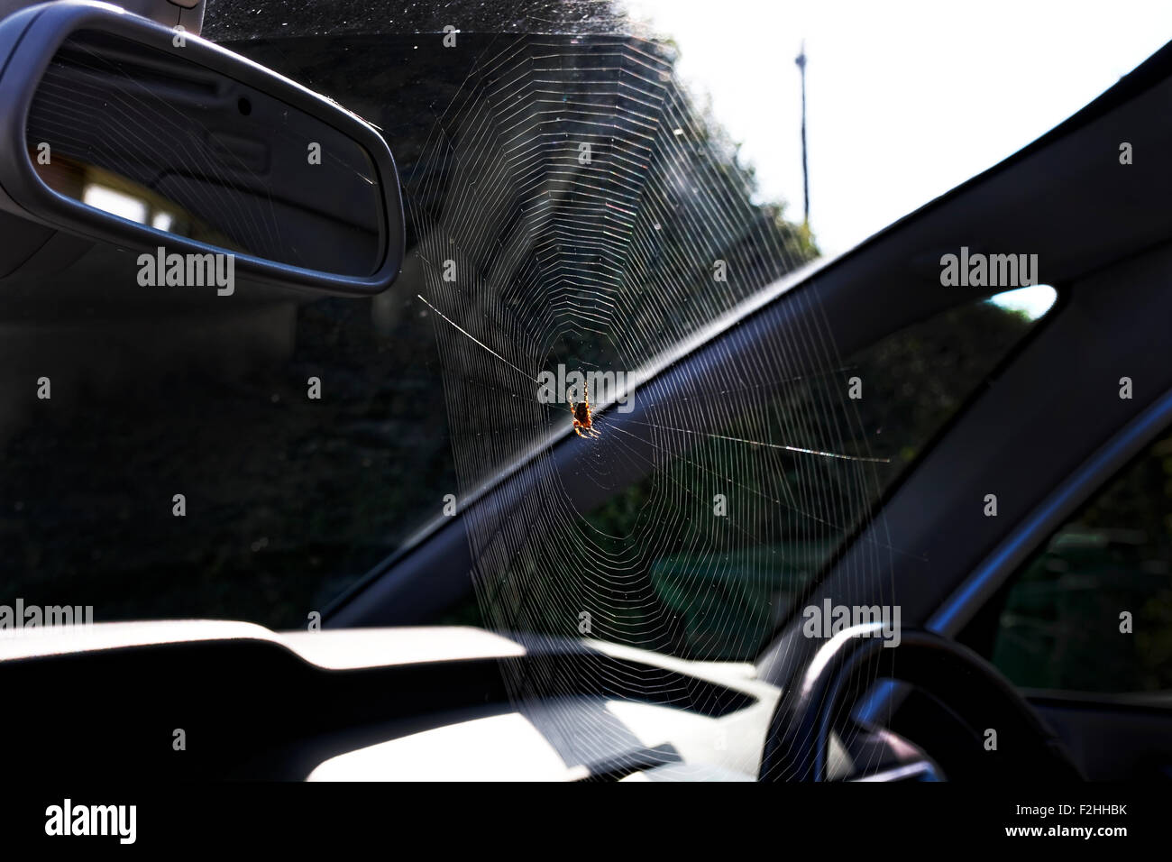 A large spider has spun its web in the front of the dashboard of a car ...