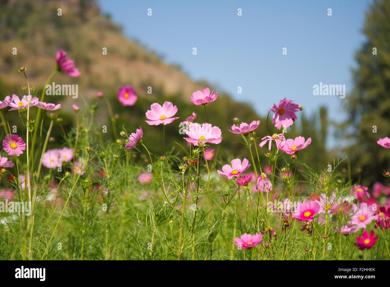 cosmos flower in garden Stock Photo - Alamy