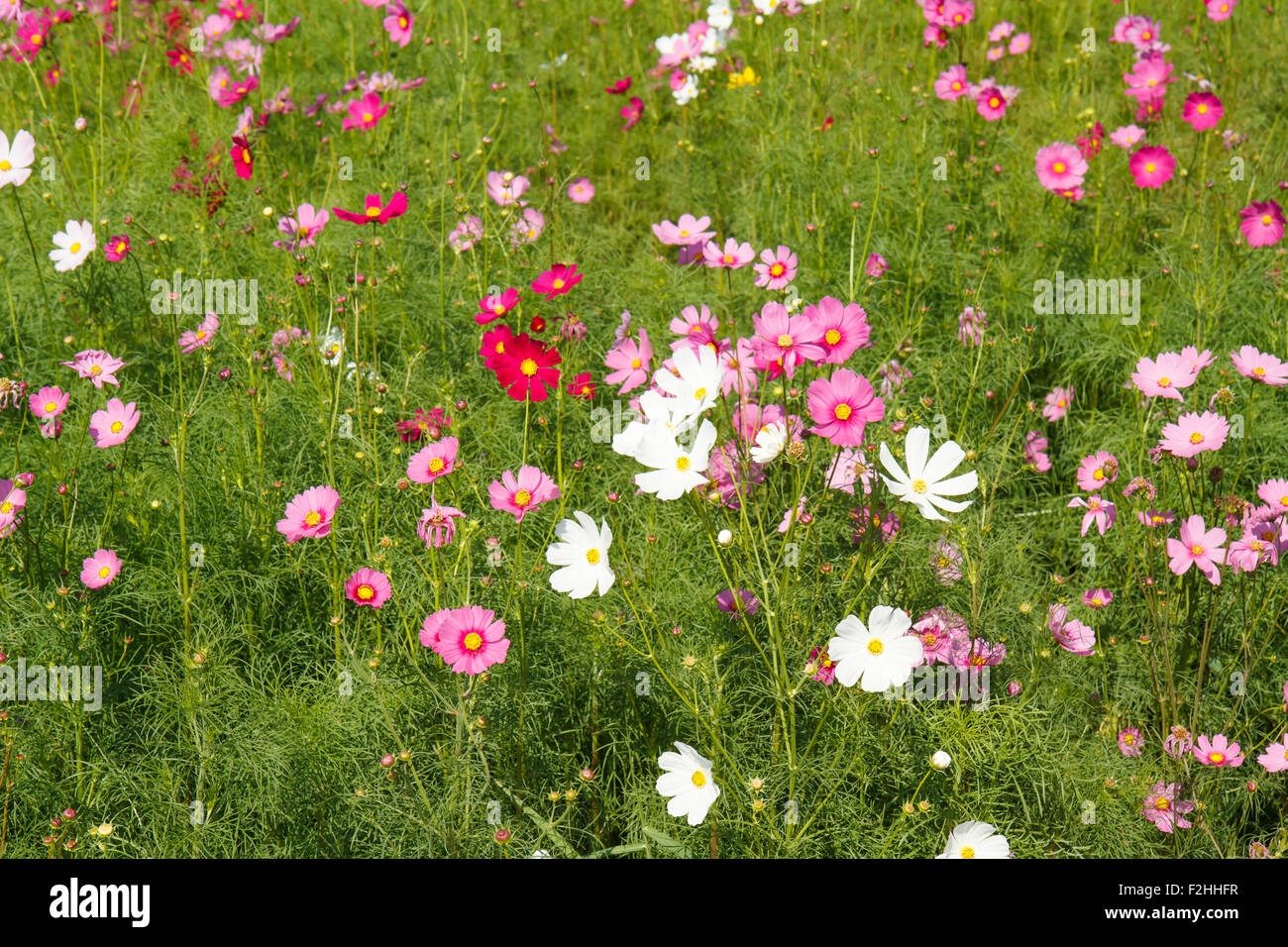 cosmos flower in garden Stock Photo - Alamy