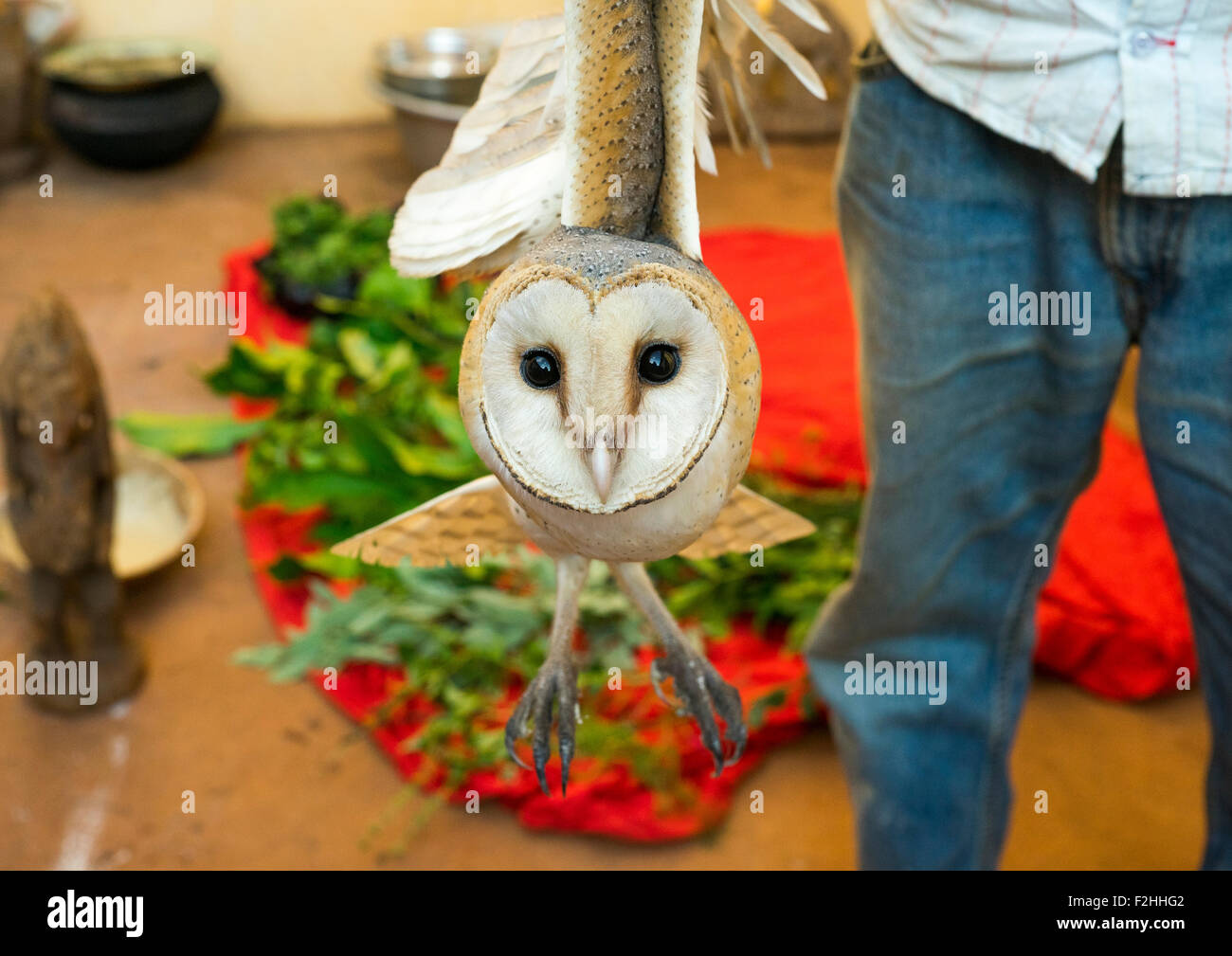 Benin, West Africa, Bonhicon, kagbanon bebe voodoo priest during a ...