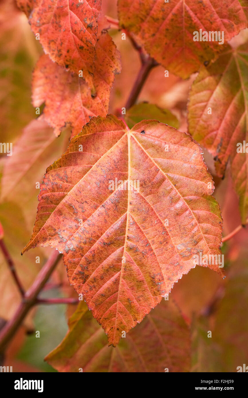 Acer rufinerve leaves in Autumn. Snake bark maple leaves Stock Photo ...
