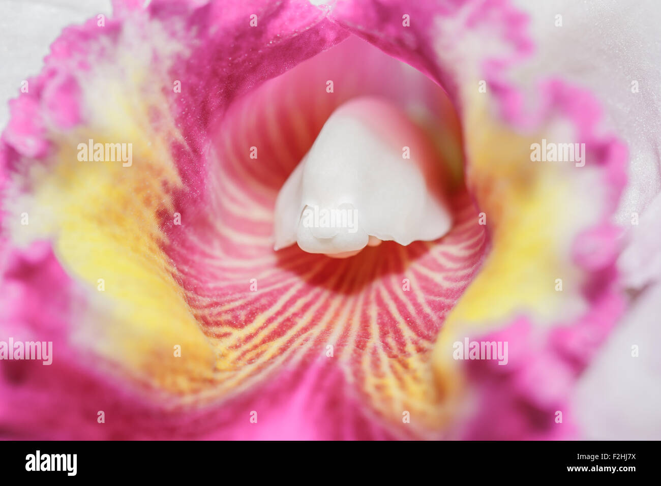 Cattleya labiata orchids Stock Photo - Alamy