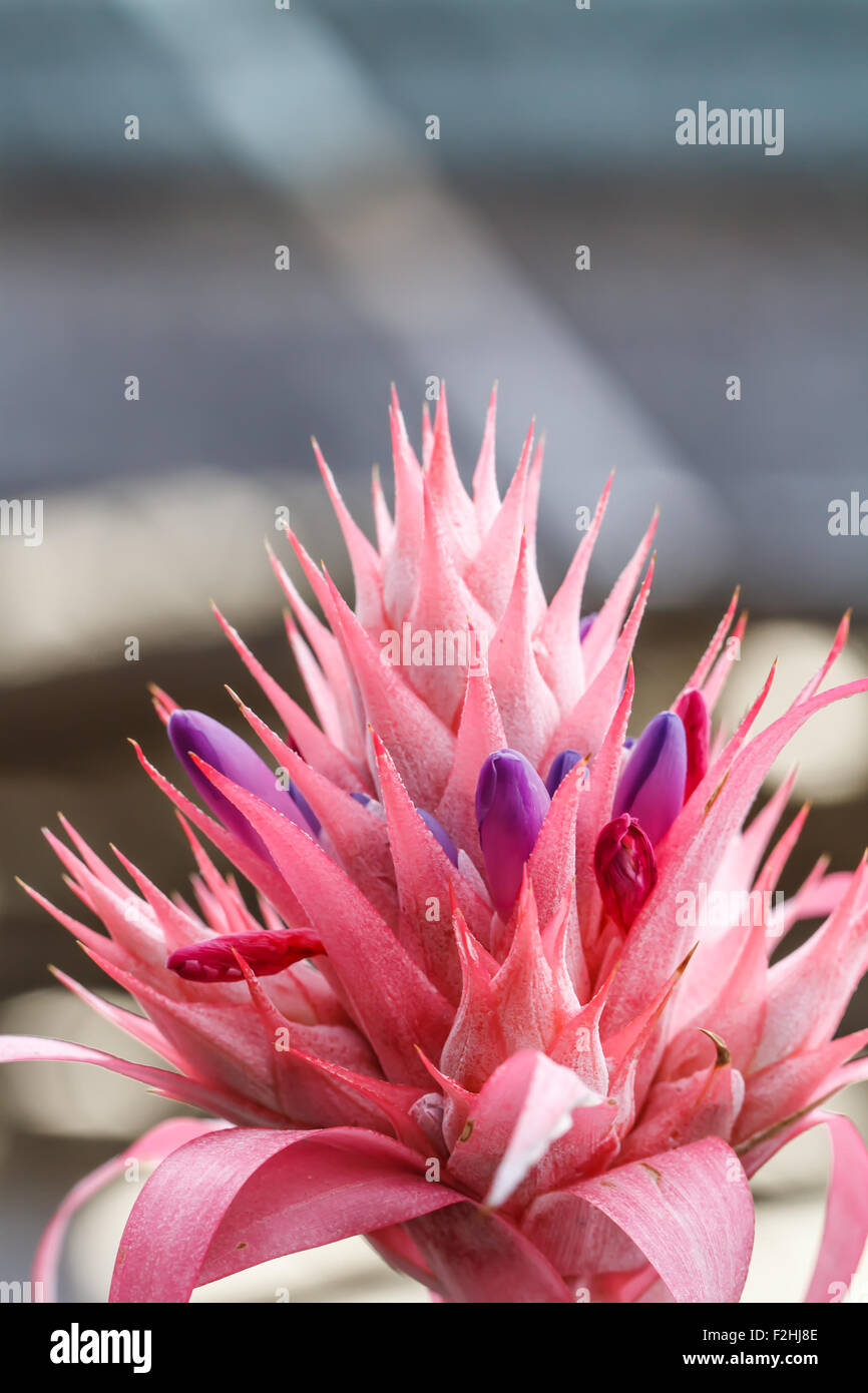 Pineapple ananas comosus flowers hi-res stock photography and images ...