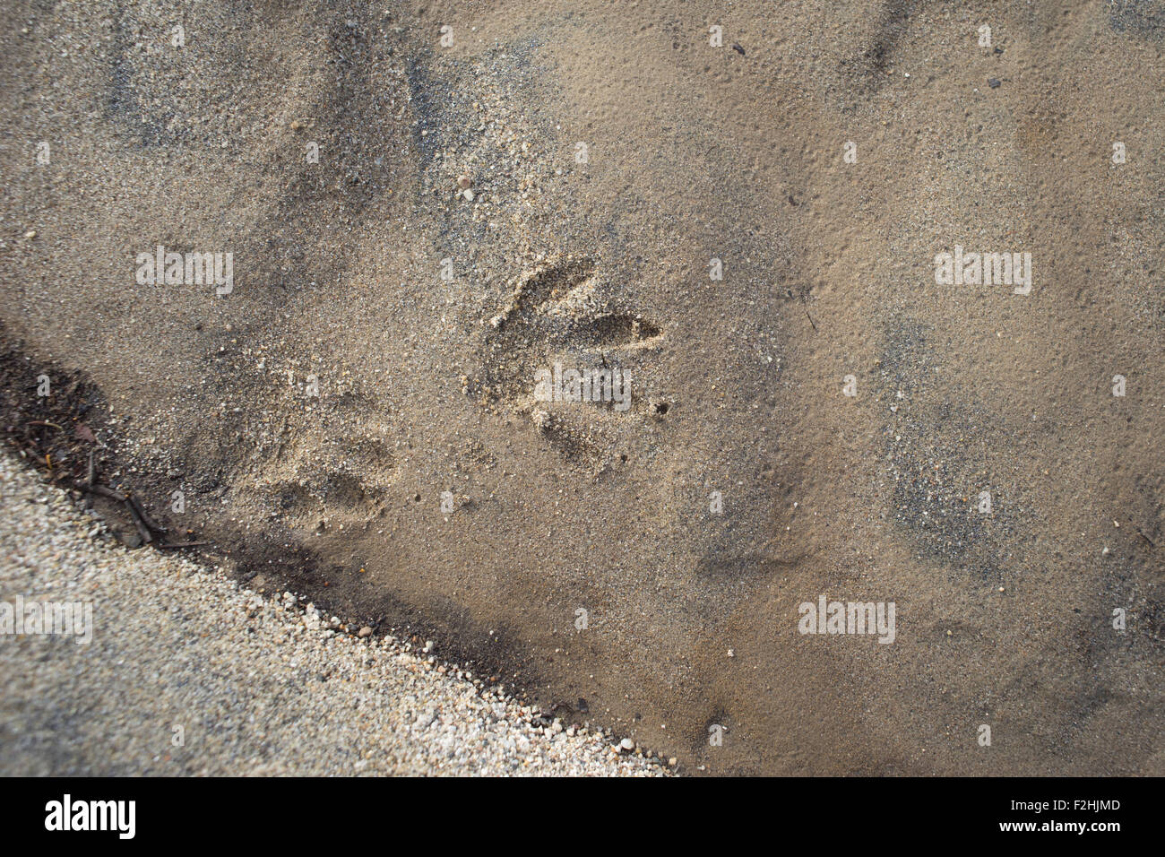Trace of an animal's track faintly imprinted in the sand of a streambed ...
