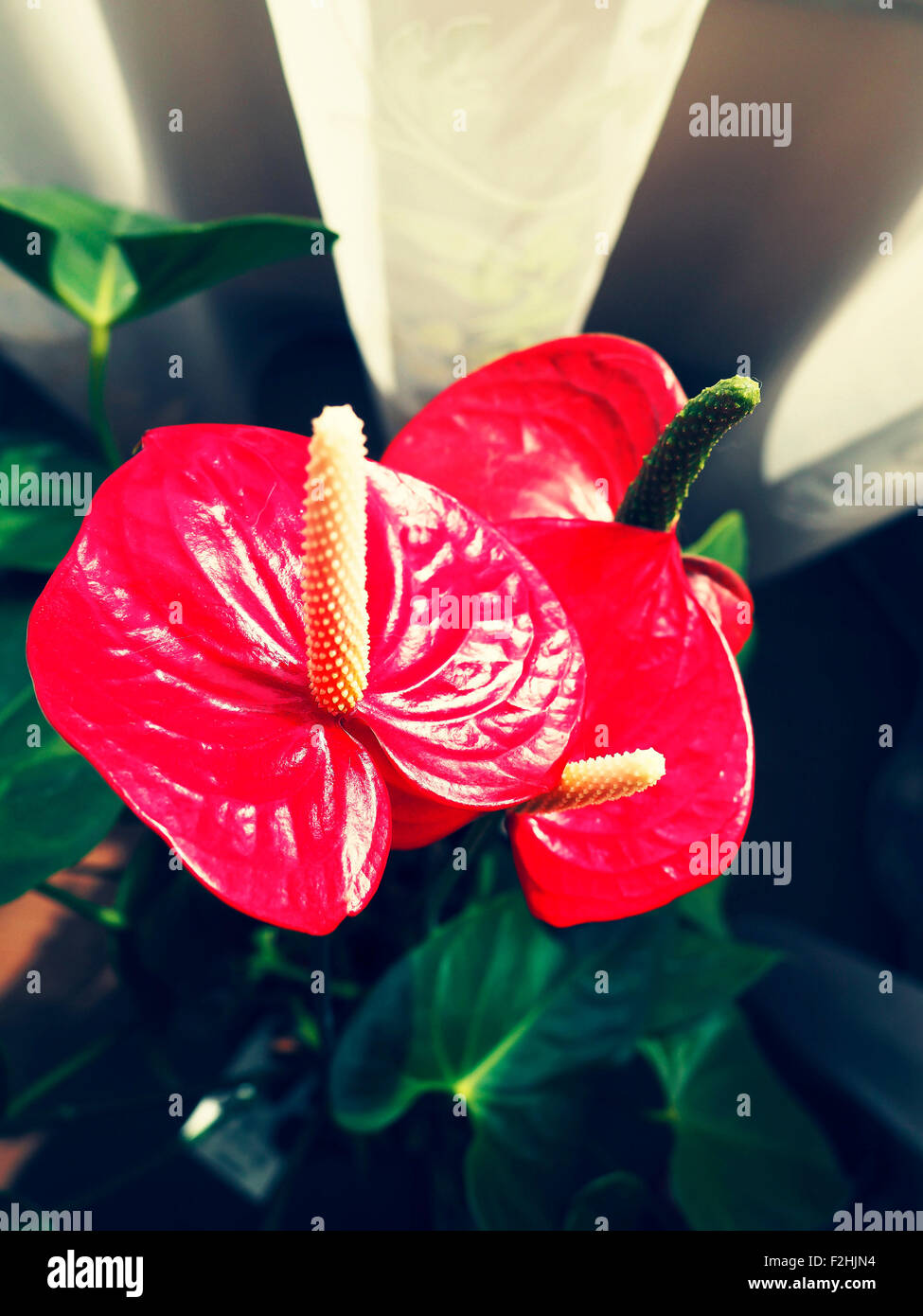 Pistil calla lily hi-res stock photography and images - Alamy