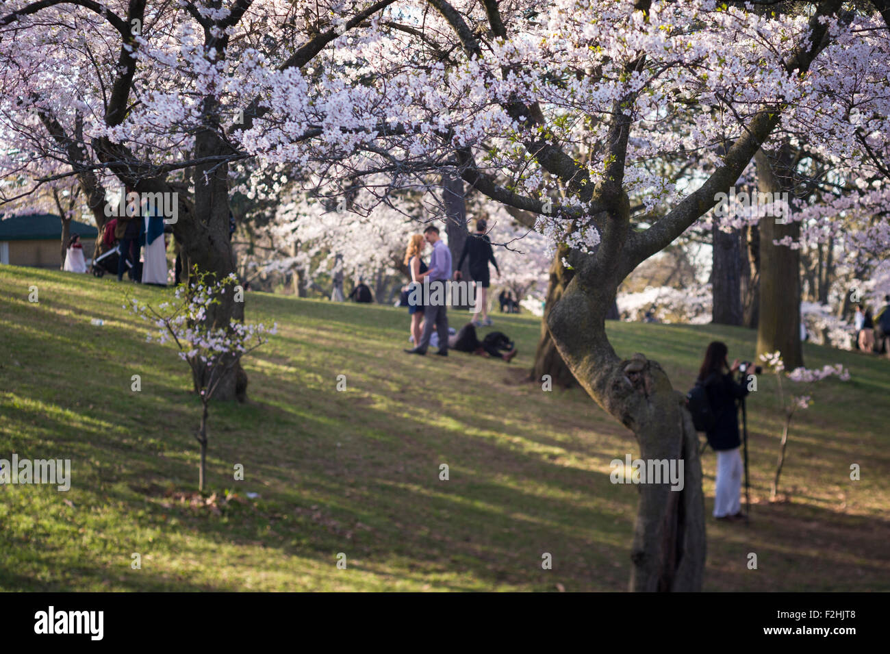 High Park, Toronto. Visitors during spring season cherry blossom Stock ...