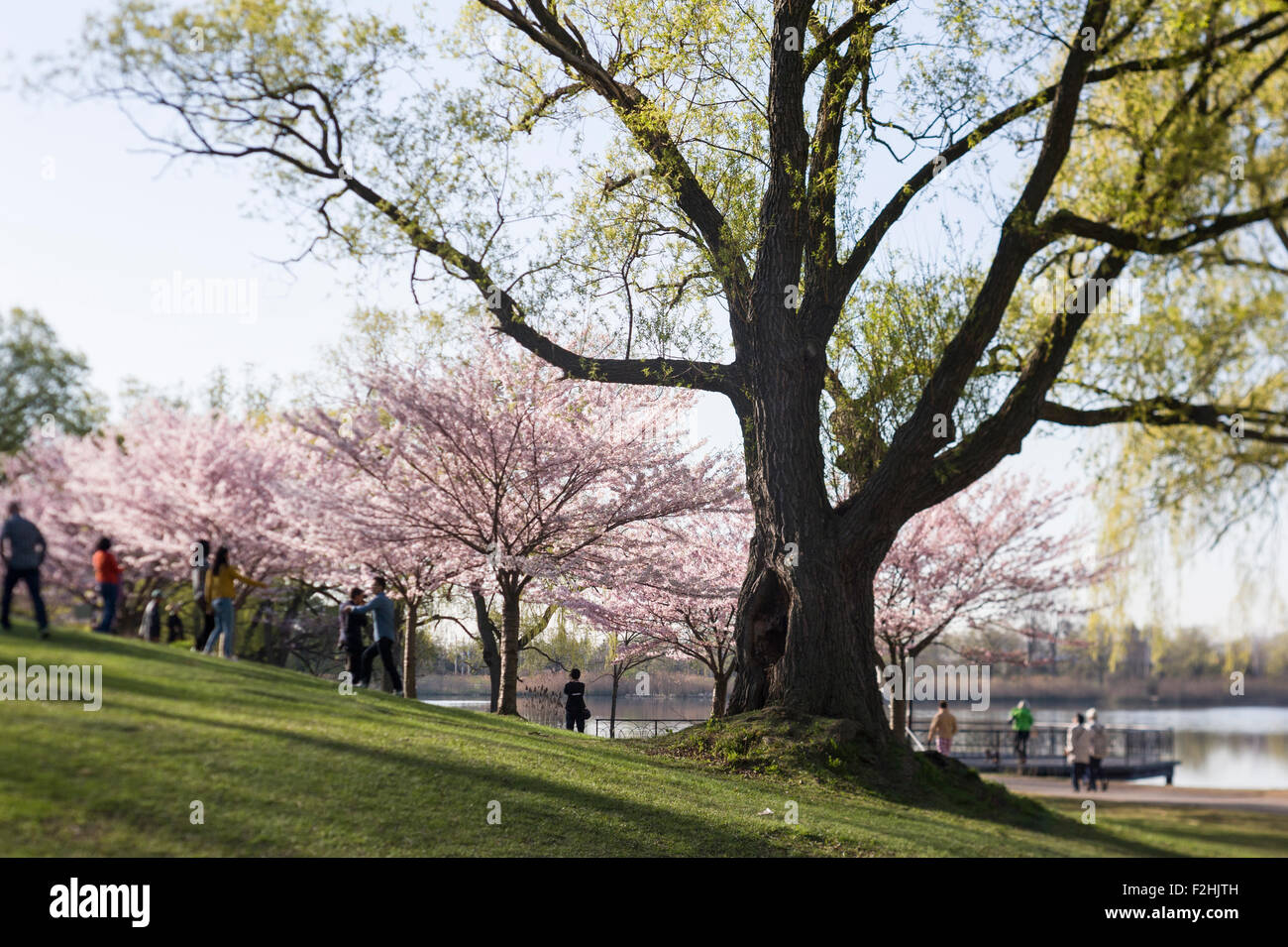 High Park, Toronto. Visitors during spring season cherry blossom Stock ...