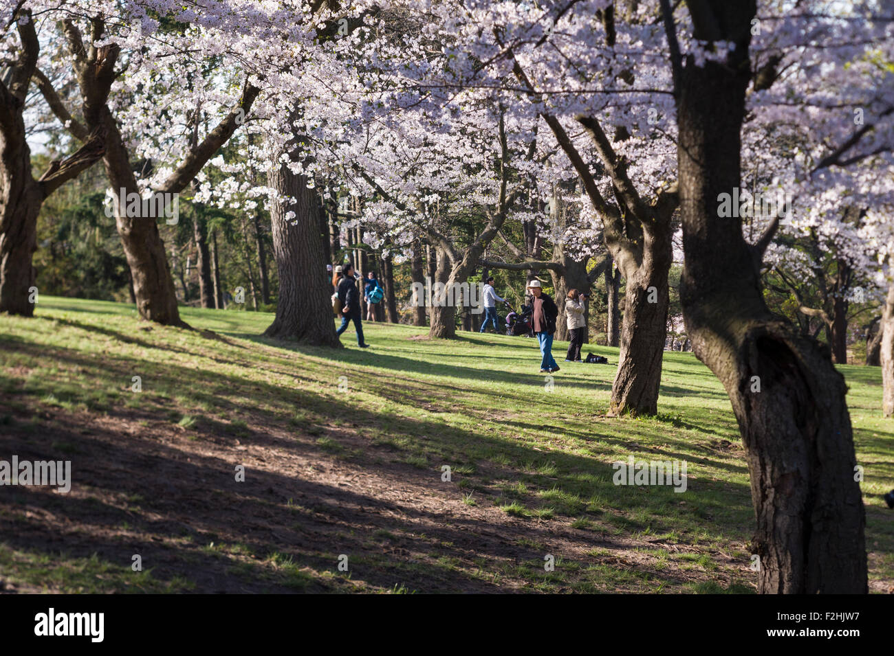 High Park, Toronto. Visitors during spring season cherry blossom Stock ...