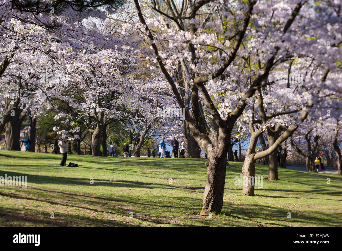 High Park, Toronto. Visitors during spring season cherry blossom Stock ...