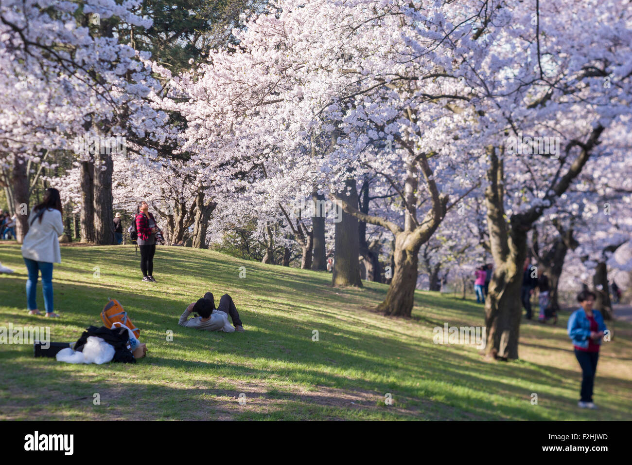 High Park, Toronto. Visitors during spring season cherry blossom Stock ...