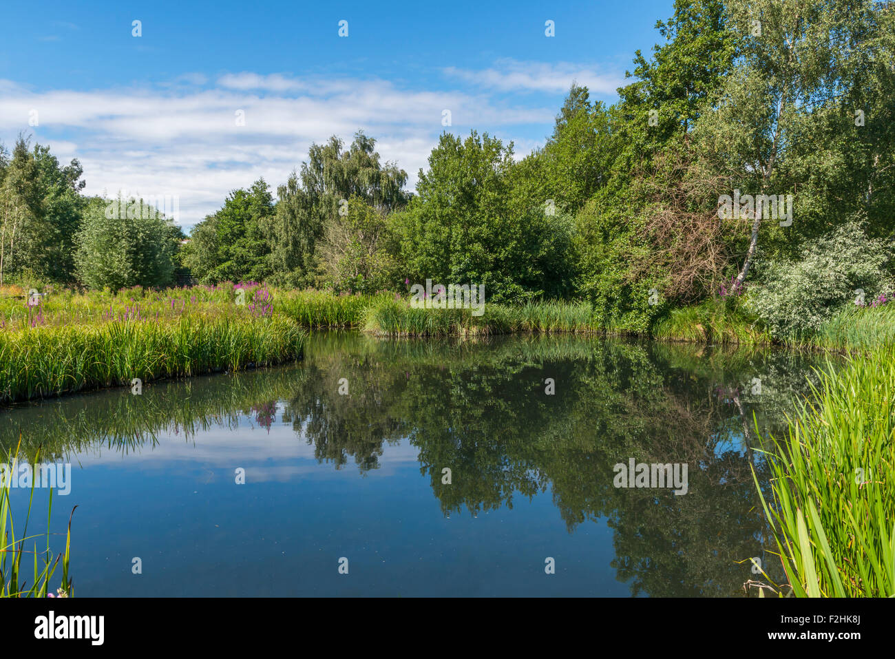A small pond in London Wetlands Center - WWT nature reserve Stock Photo ...