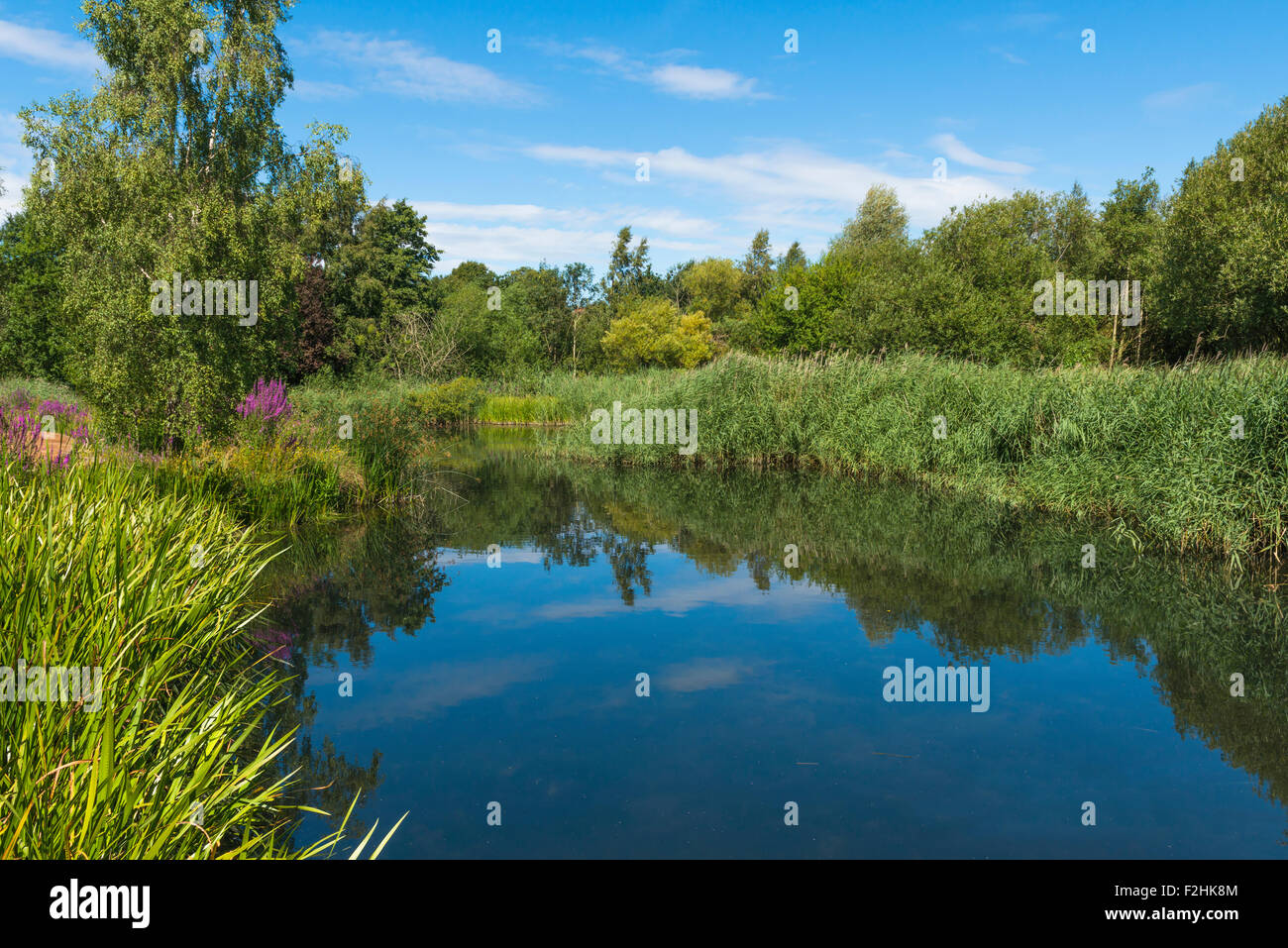 A small pond in London Wetlands Center - WWT nature reserve Stock Photo ...