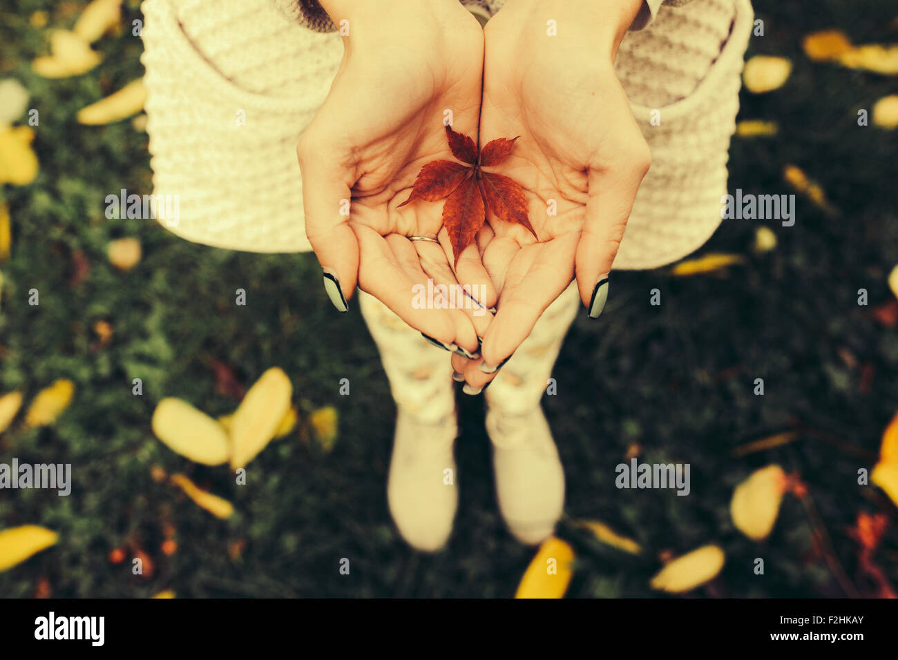 Autumn leaves in girl hands Stock Photo - Alamy