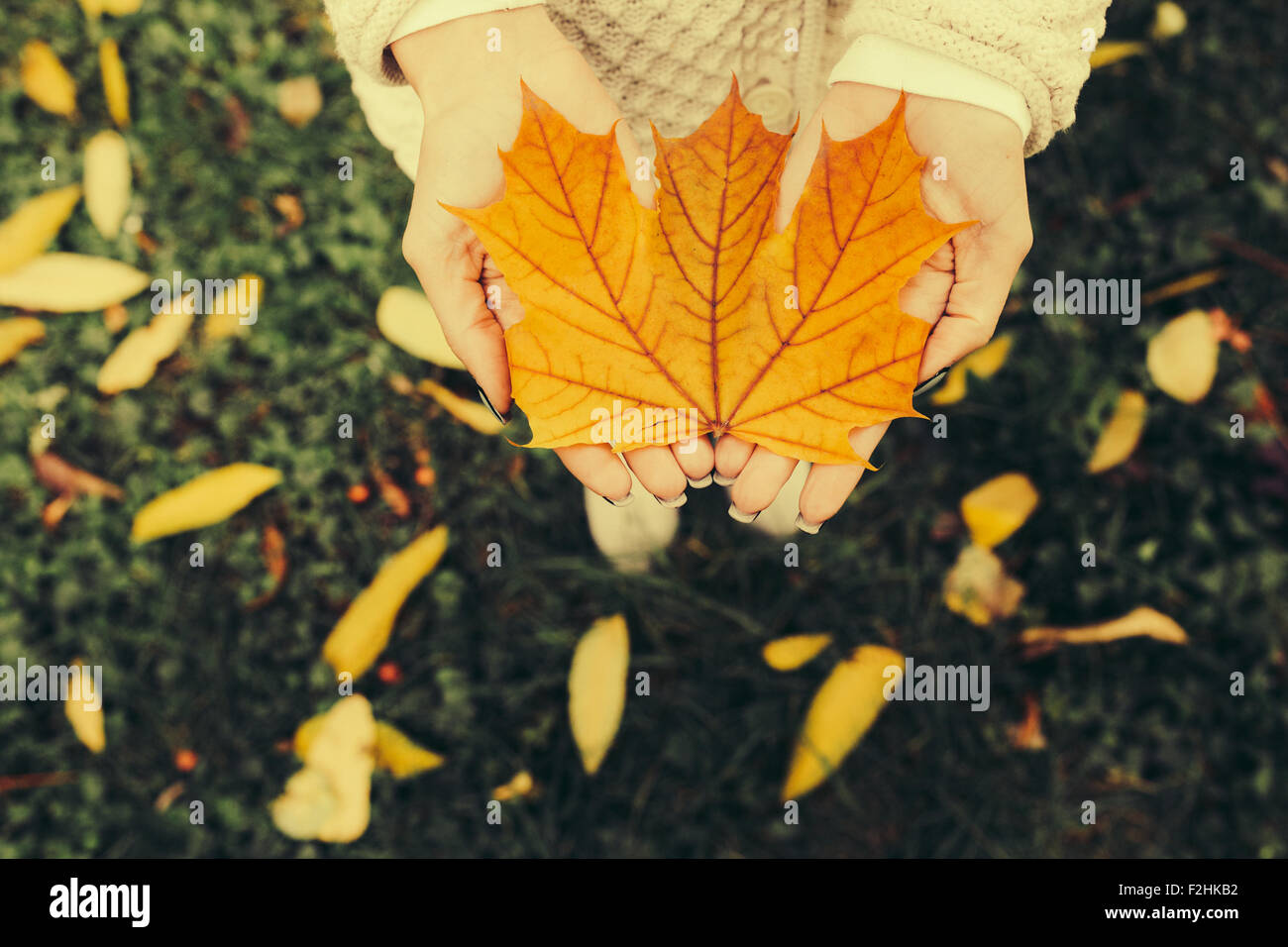 Autumn leaves in girl hands Stock Photo - Alamy
