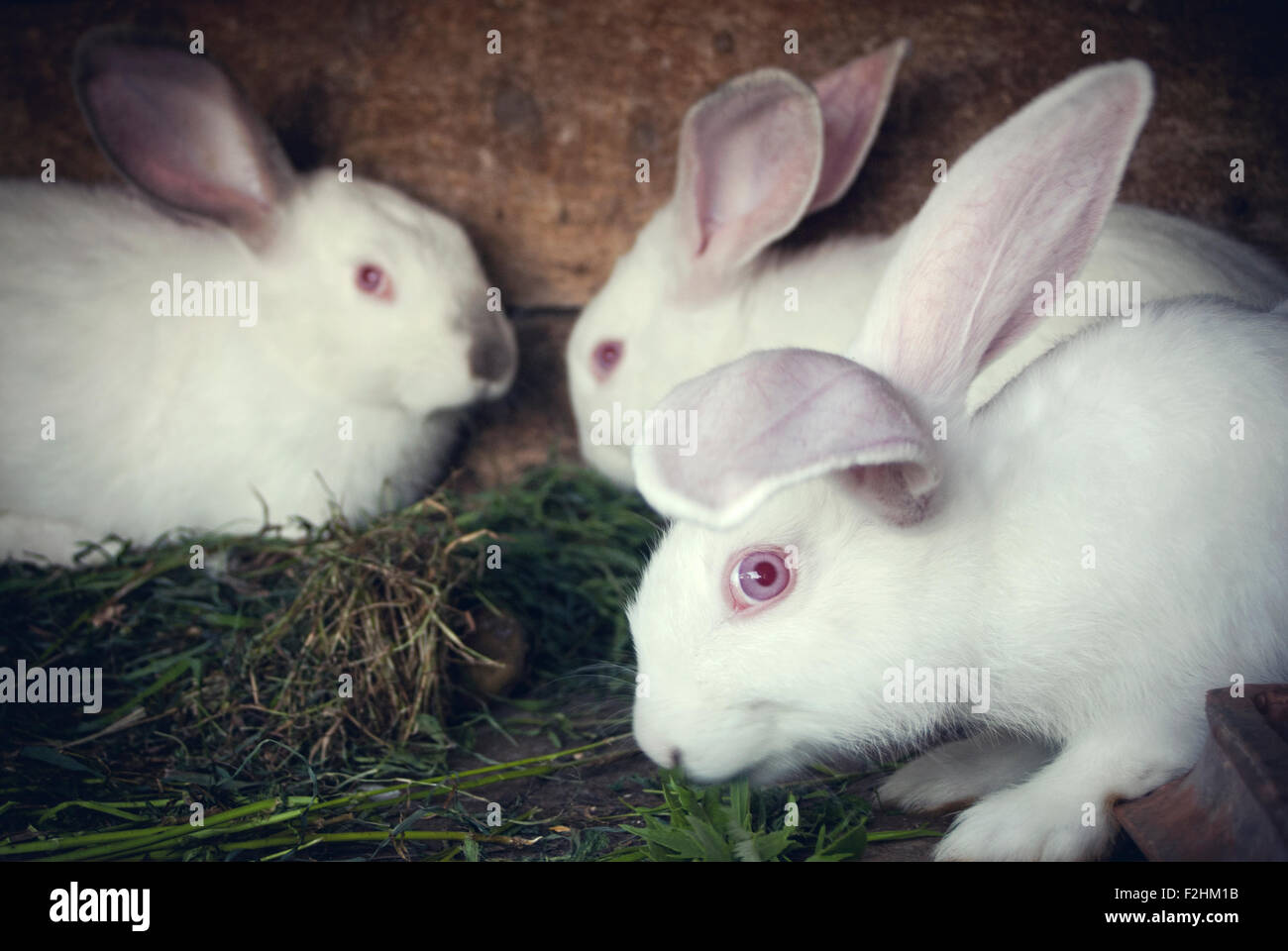 White rabbits in a hutch Stock Photo - Alamy