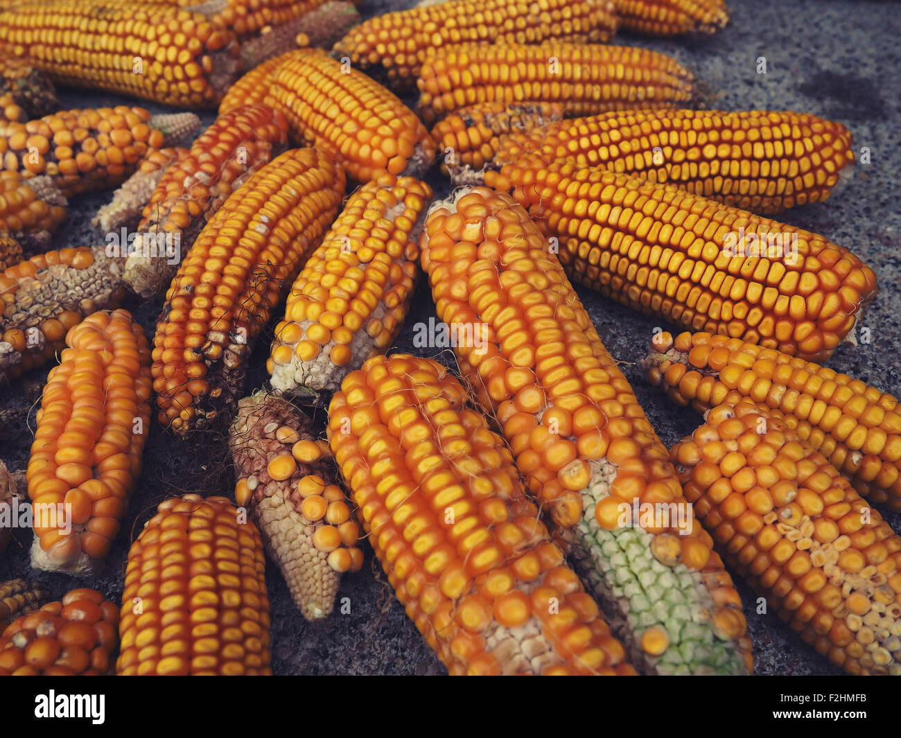 Agriculture corn harvest Stock Photo - Alamy