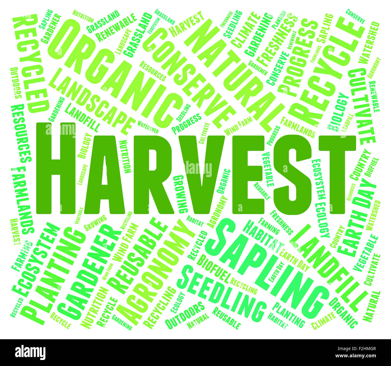 Grains plants Cut Out Stock Images & Pictures - Alamy