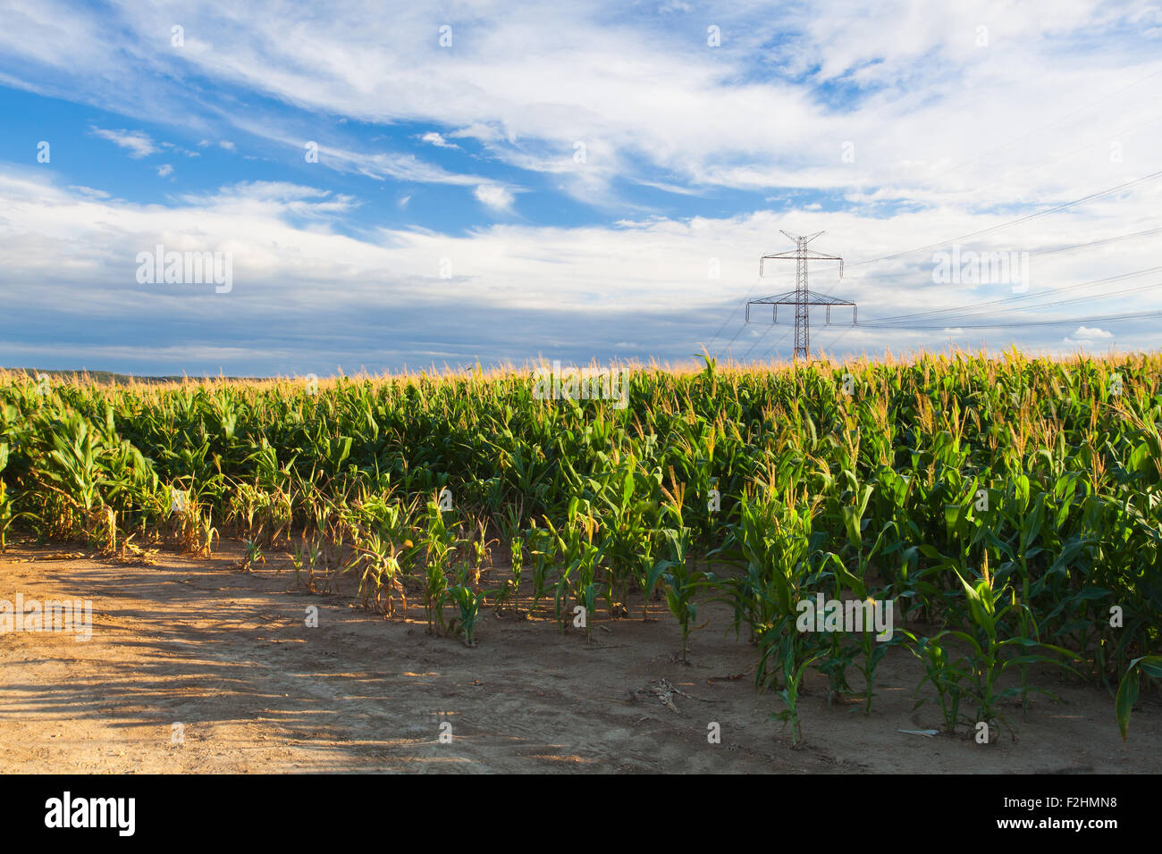 Empty corn field hi-res stock photography and images - Alamy